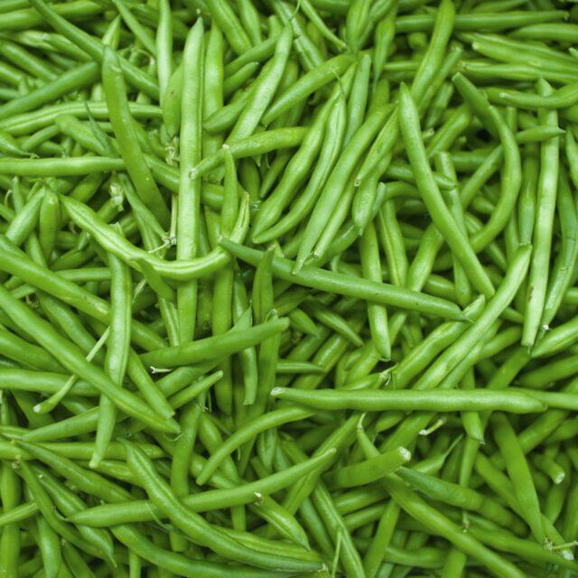 Programa Cultivo de Ejote Francés | Agroindustrias Successo