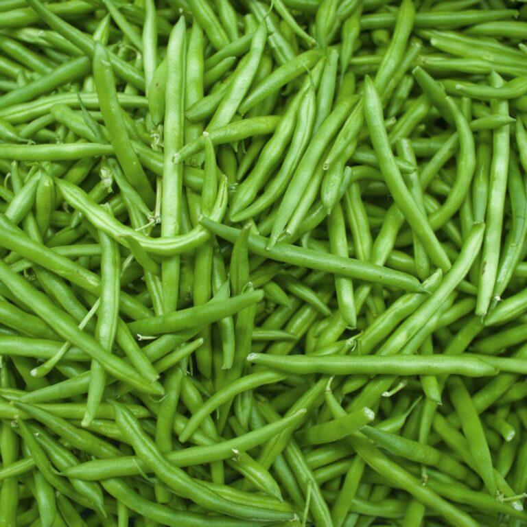 Programa Cultivo de Ejote Francés | Agroindustrias Successo