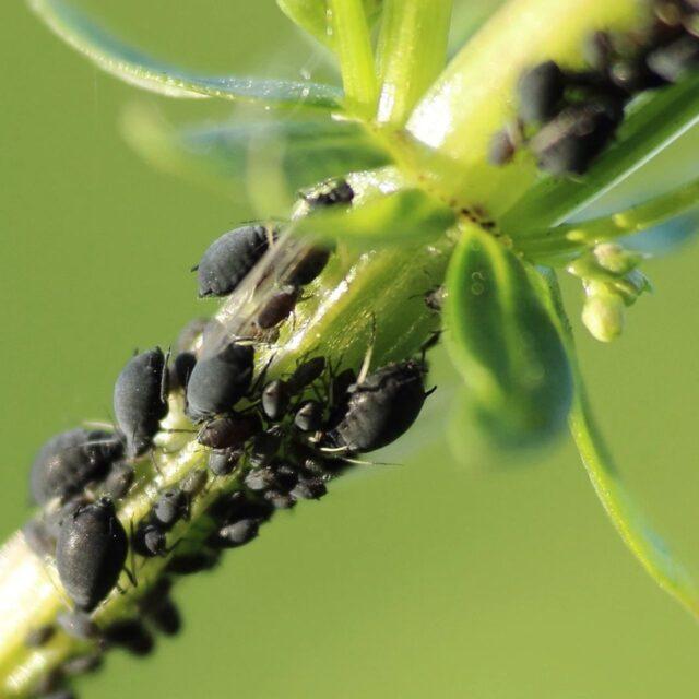Programa Cultivo de Ejote Francés | Agroindustrias Successo