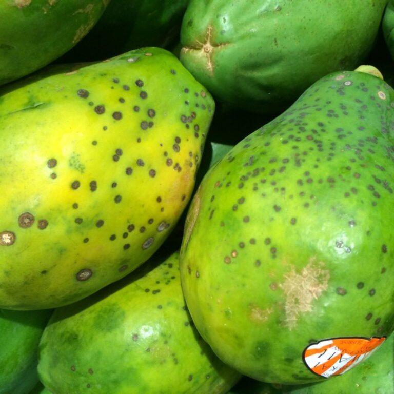 Programa de Cultivo de Papaya | Agroindustrias Successo